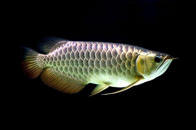 Aruanã: Este peixe pode custar até $300 mil
