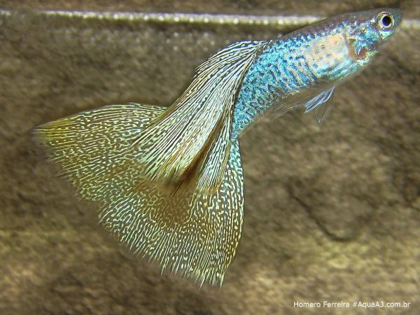 Guppies: entenda as diferenças comercializadas