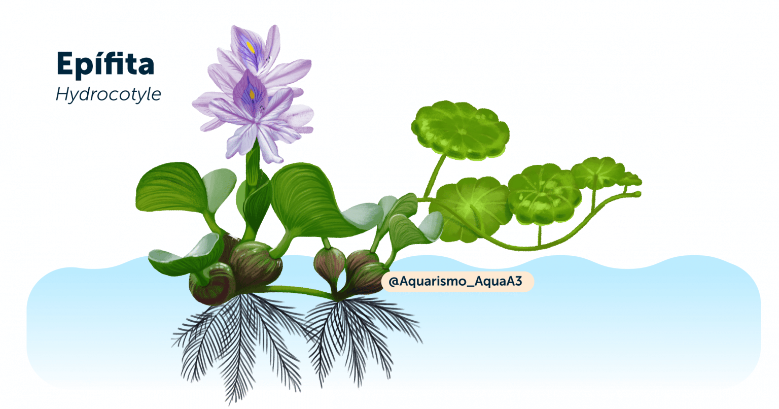 Formas biológicas das plantas Aquáticas