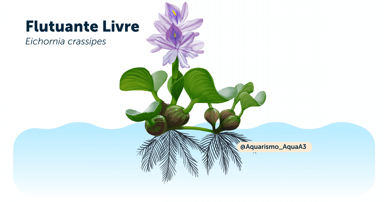 Formas biológicas das plantas Aquáticas