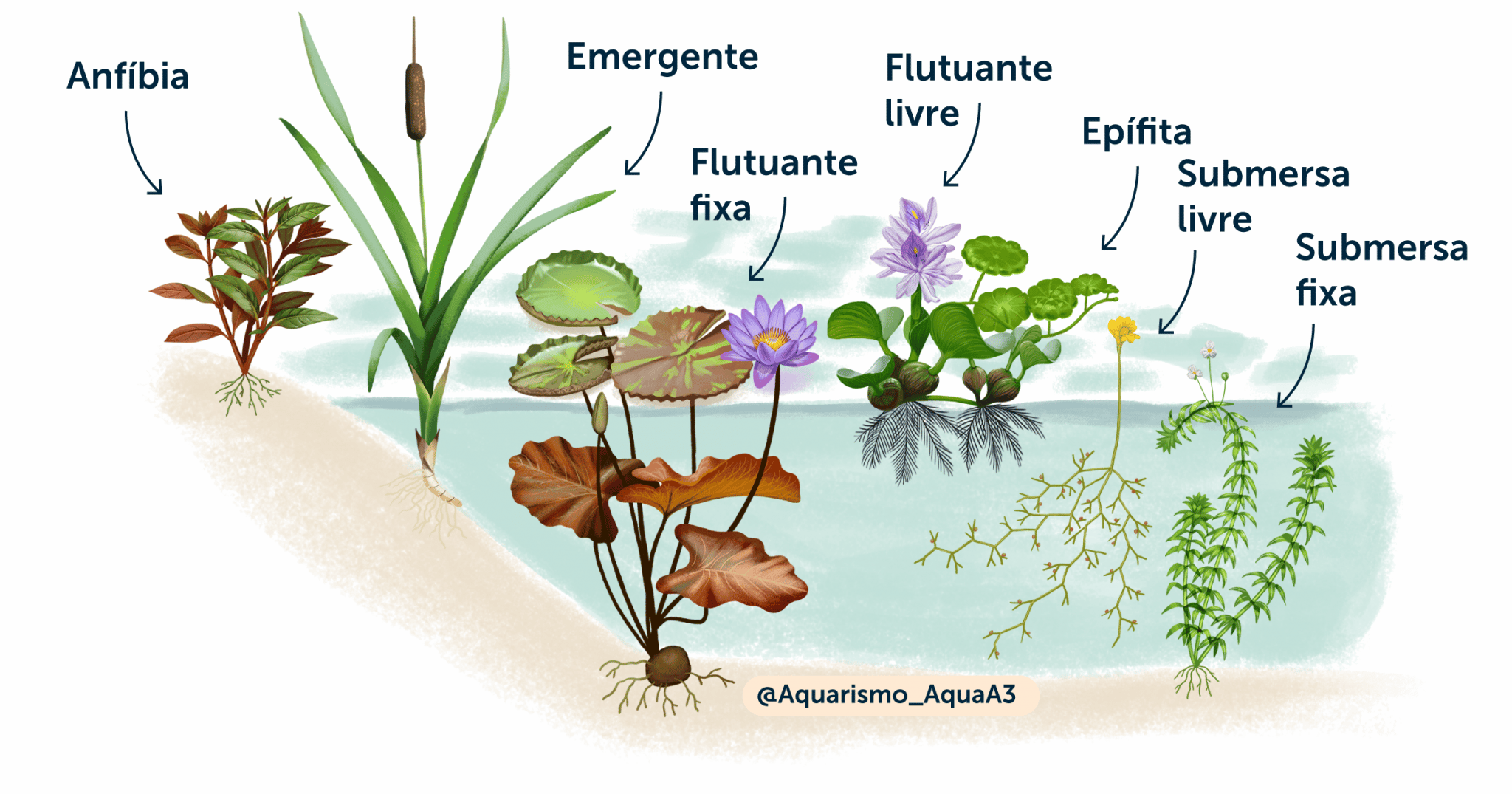 Formas biológicas das plantas Aquáticas